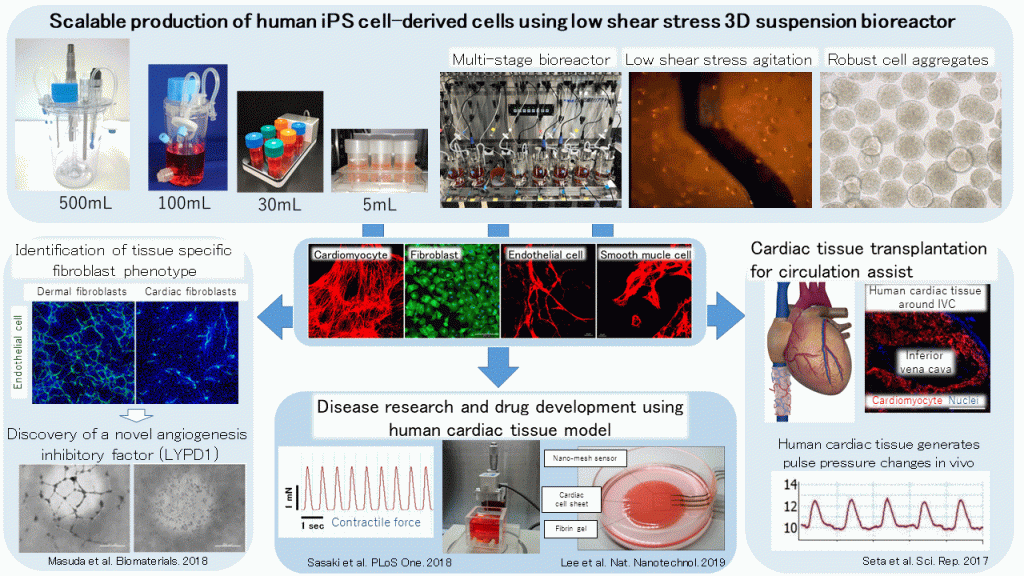 Development of scalable culture system of human iPS cells | ABMES