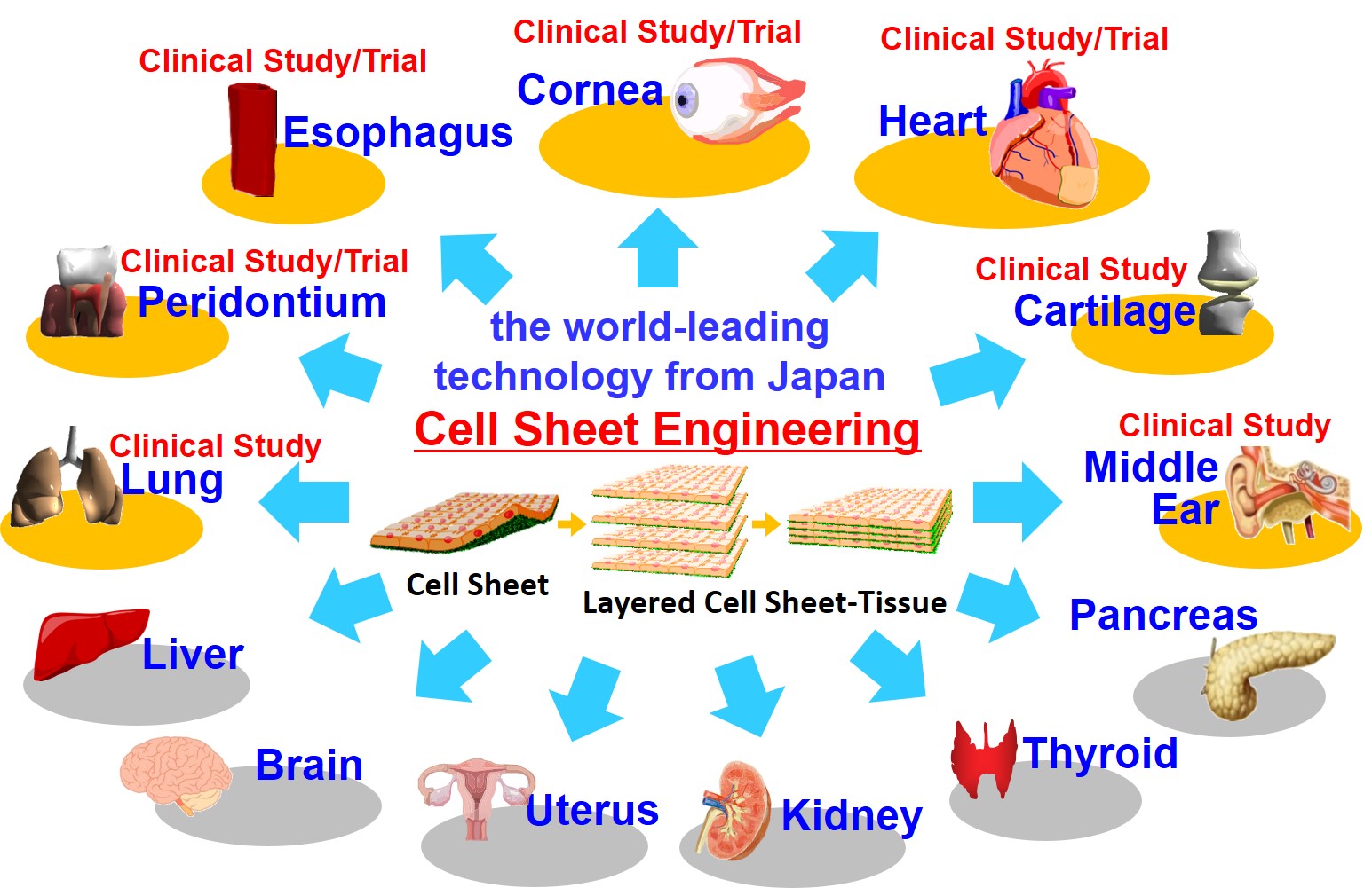 Regenerative medicine with cell sheet engineering | ABMES